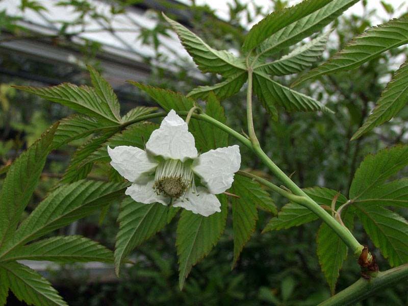 ルブス・スアウィッシムス (テンチャ） | 山科植物資料館
