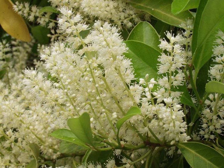 ヒイラギズイナ | 山科植物資料館